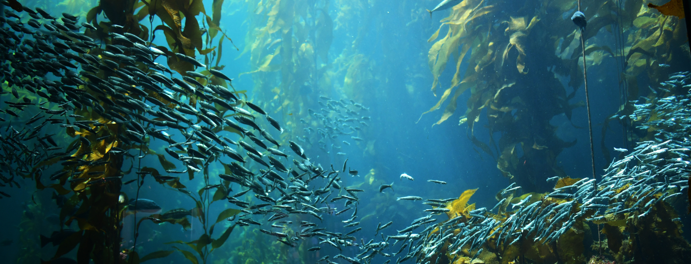 Ocean Protection – Surfrider Foundation